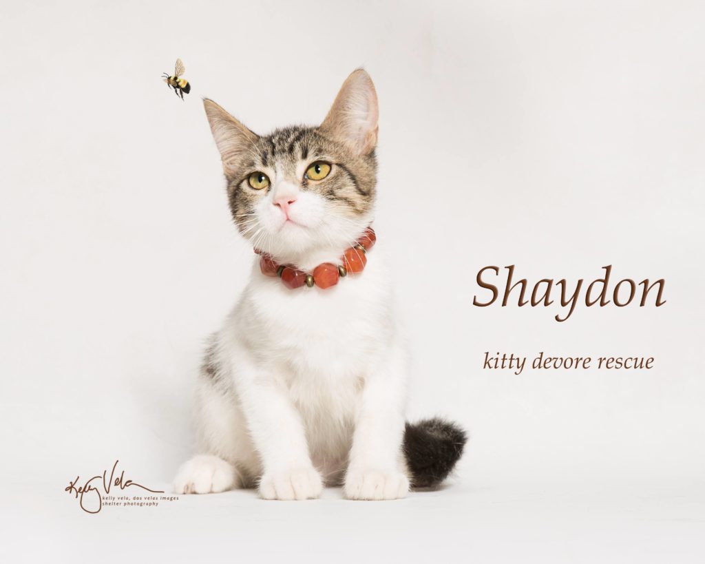 Shaydon – Adopted! – Kitty Devore Rescue