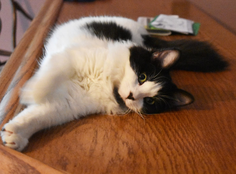 Getzy – Adopted! – Kitty Devore Rescue