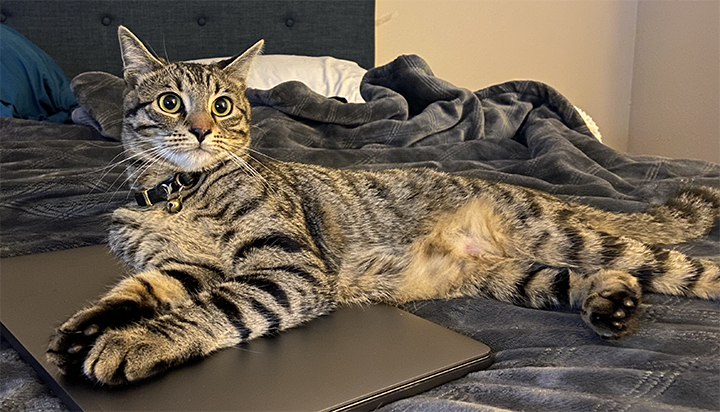 Kitty Devore Rescue – No Friendly Left Behind