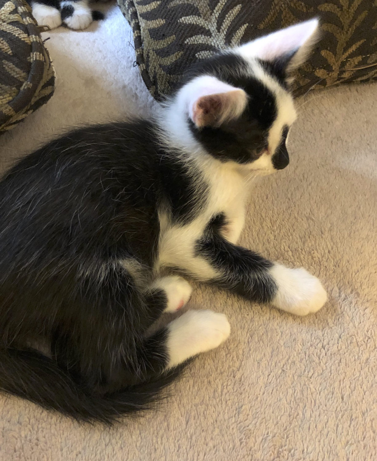 Merlyn – Young Male – Kitty Devore Rescue – Kitty Devore Rescue