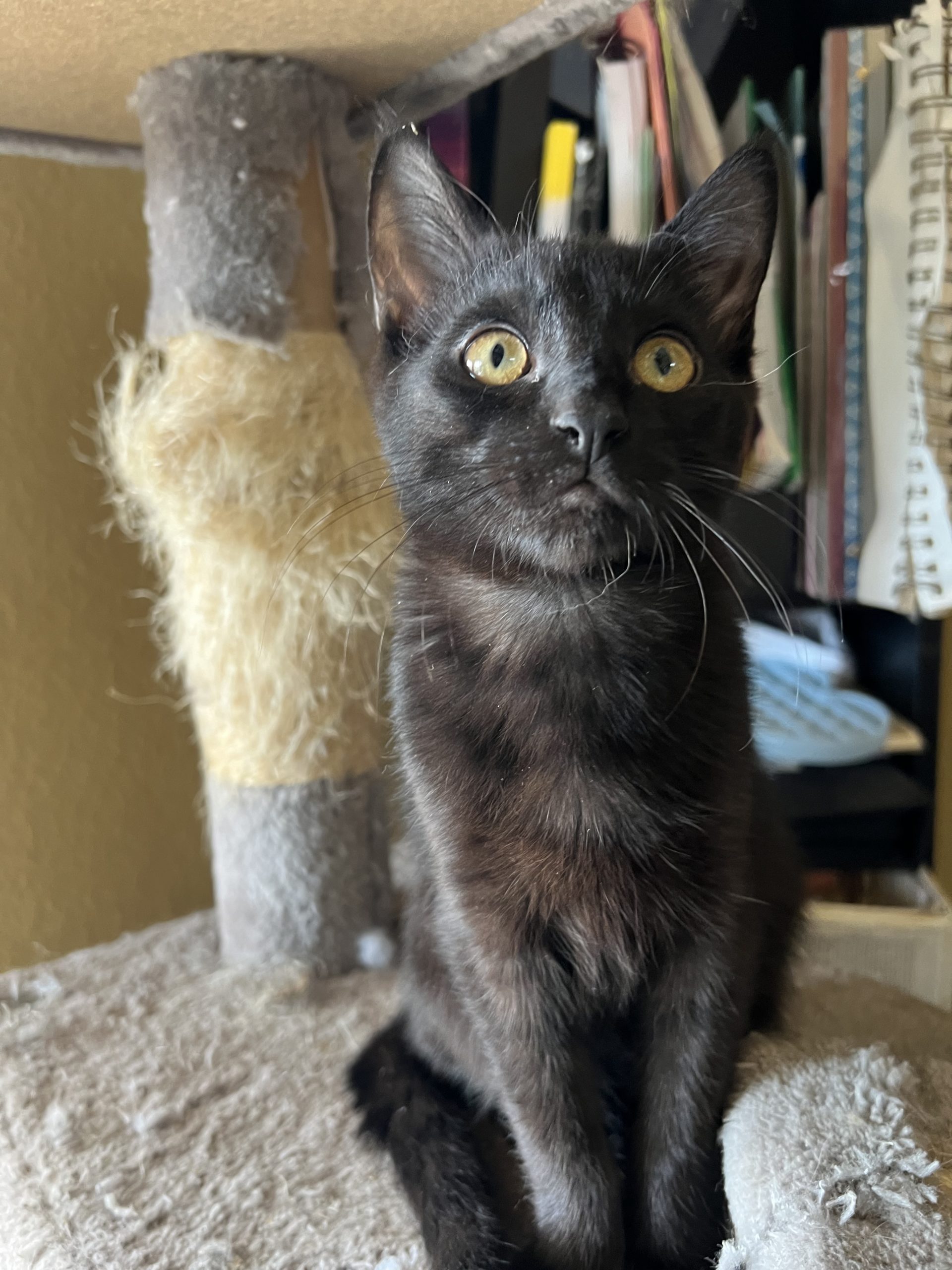 Chalupa – Adopted! – Kitty Devore Rescue