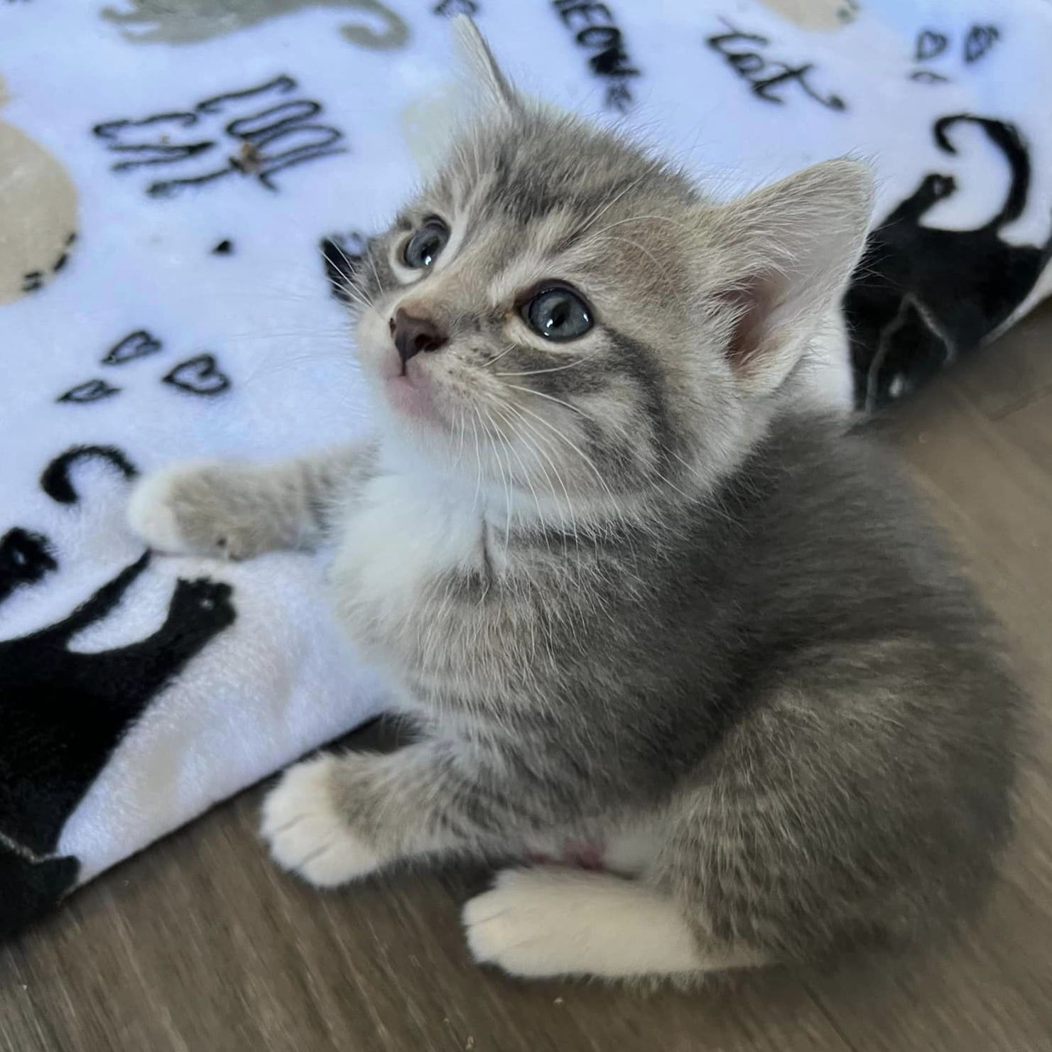 Ace – Adopted! – Kitty Devore Rescue