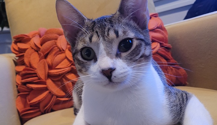 Kitty Devore Rescue – No Friendly Left Behind